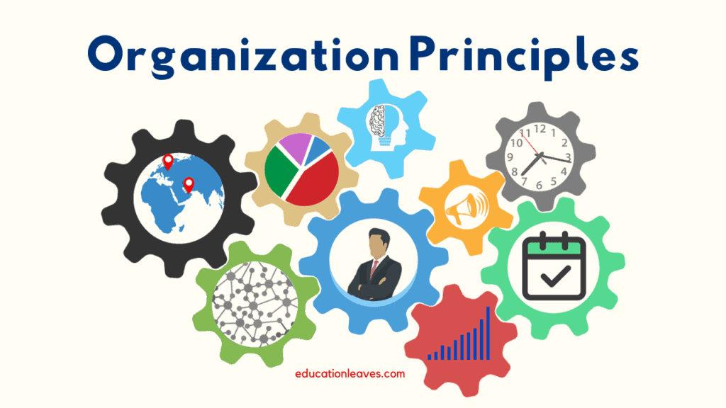 Organization Principles: 14 Principles of Organization